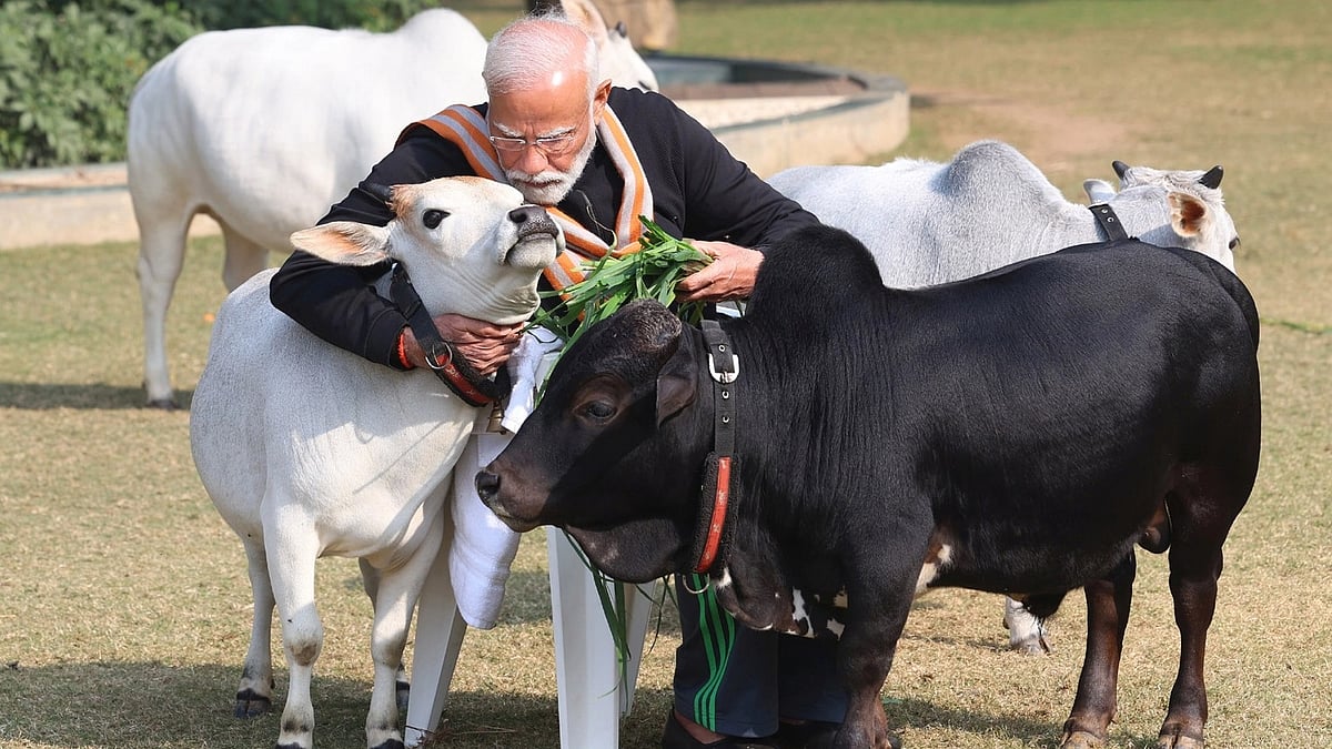 Decoding the Punganur Breed: Why These Cows Deserve PM Modi's Attention