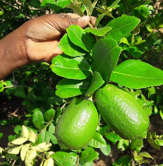 Kaji Nemu: Assam Declares 'Kaji Nemu' Lemon As 'State Fruit'