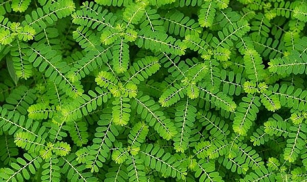 Keezhanelli Herb: Liver Protector - All the Benefits Explained