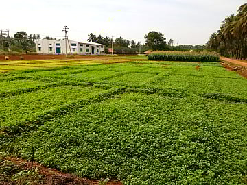 Keezhanelli Herb: Liver Protector - All the Benefits Explained