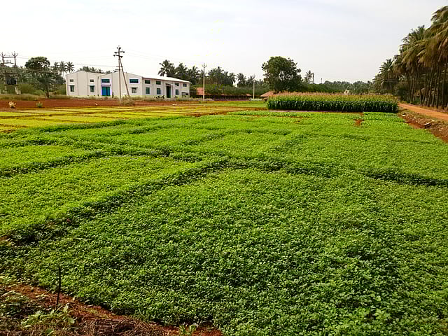 Keezhanelli Herb: Liver Protector - All the Benefits Explained