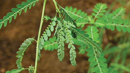 Keezhanelli Herb: Liver Protector - All the Benefits Explained