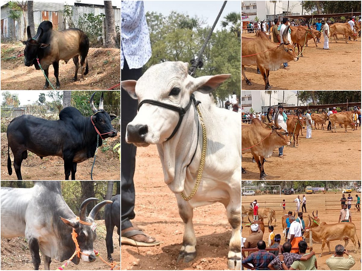 Chevali, Mayilai, Kari: The Country Cattle Show's Showcase of ...