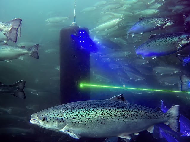 "Milestone" for sea lice laser firm Stingray, as Novo Holdings acquires ...