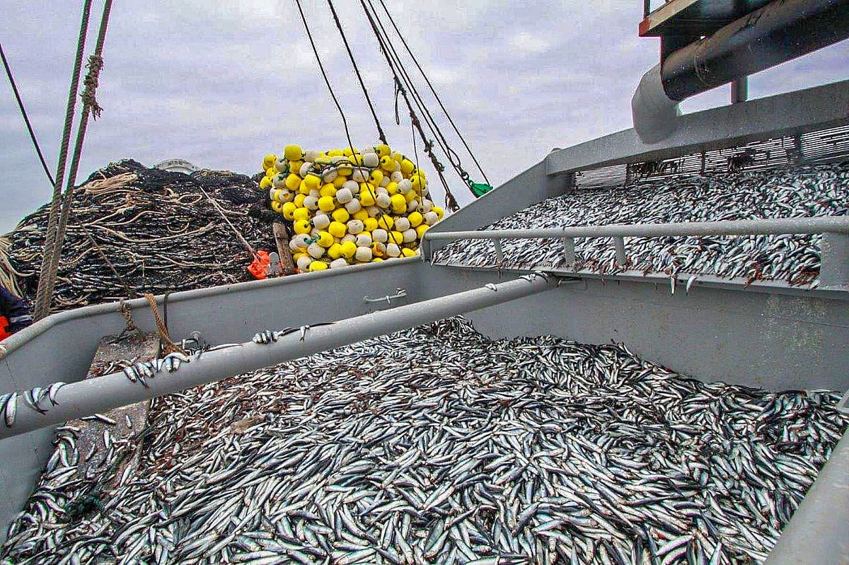 Peru lands more than 45 thousand tons of anchovy per day