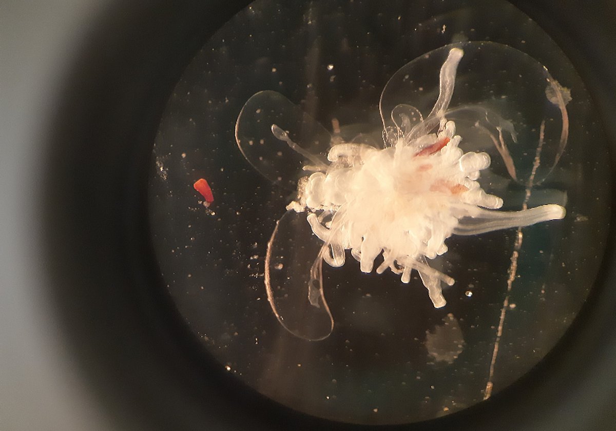 Building knowledge on harmful jellyfish blooms