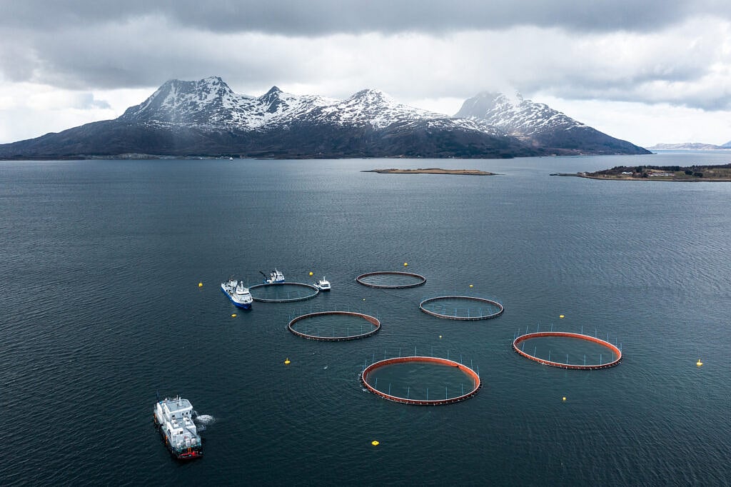 Escape from Norcod farm in November estimated at 27,500 fish