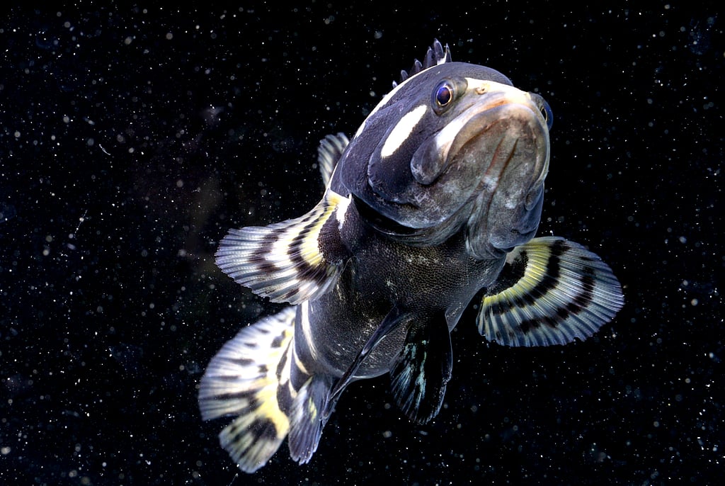 German project brings RAS Grouper farming to Europe from Australia