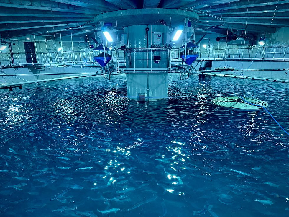 Iceland's LAXEY transfers first batch of salmon to grow-out tanks