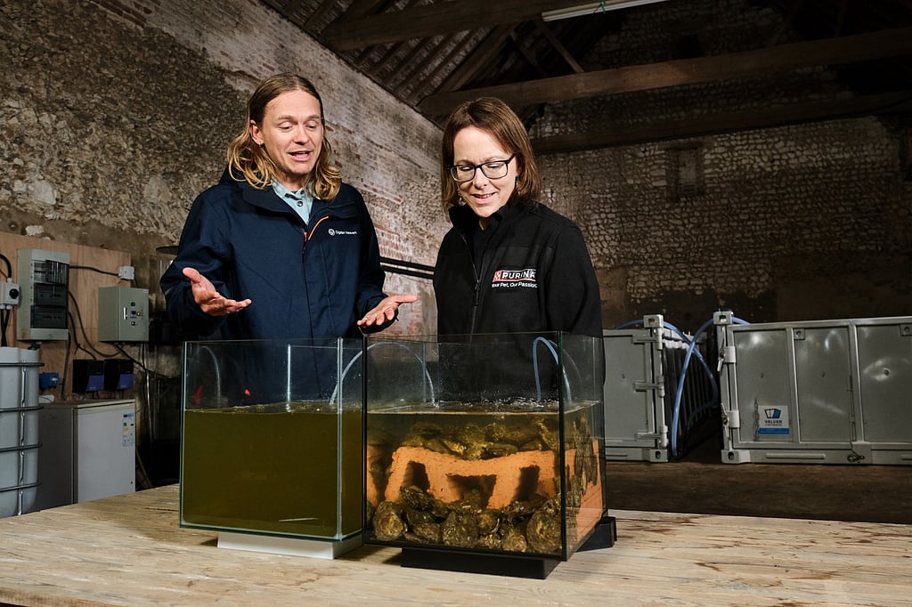 UK's largest oyster reef restoration project launches