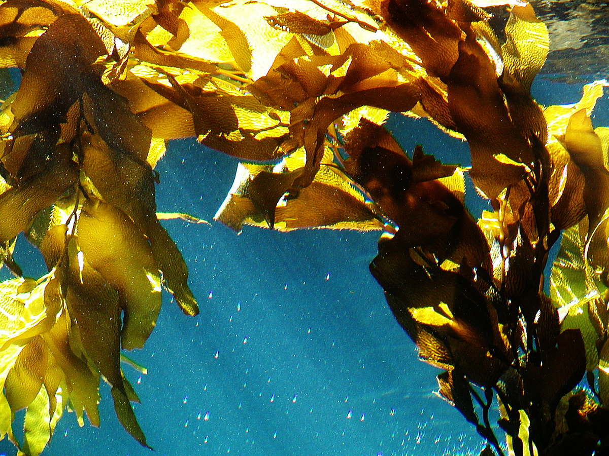 GreenWave launches Kelp CoLab to boost sustainable seaweed innovation