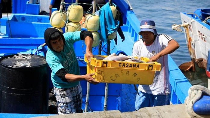 Peru announces a new increase in jumbo flying squid quota