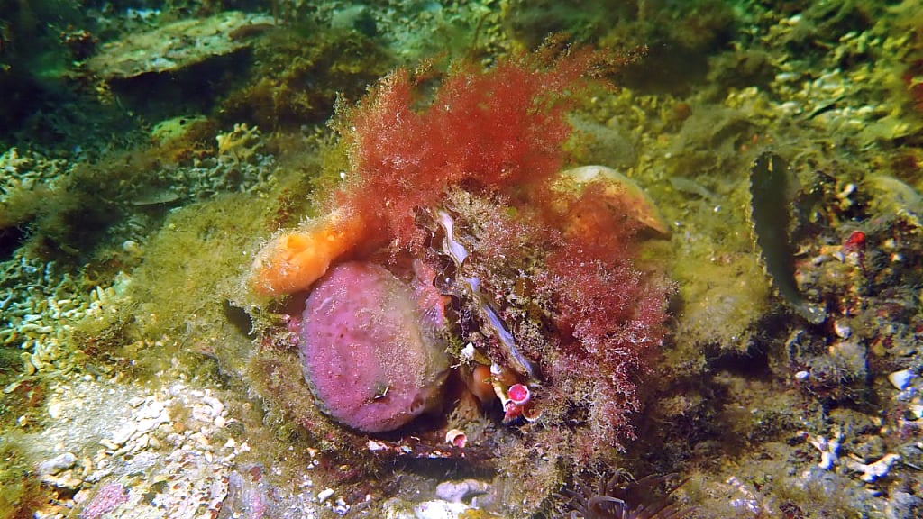 €1.5m project aims to restore Ireland's coasts, one oyster reef at a time