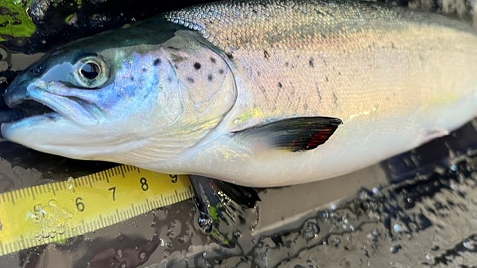 Warmer freshwater temperatures may boost salmon growth when at sea ...