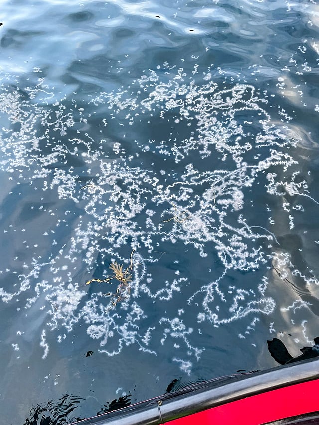 Fishermen in North-East Atlantic urged to report sightings of deadly ...