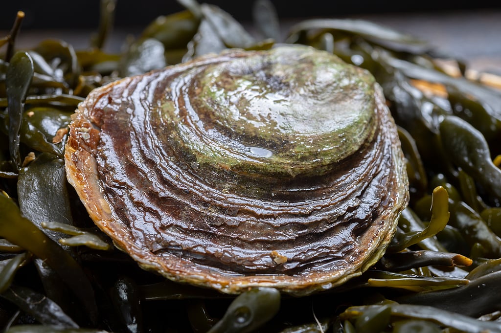 Consultation opens on scaling hatchery production for native oyster ...