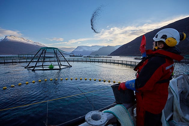 Aquaculture ripple effects deliver more than fish to Norway's coastal ...