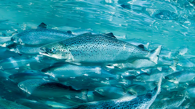 Salmon Evolution closed the year "well positioned for 2026"