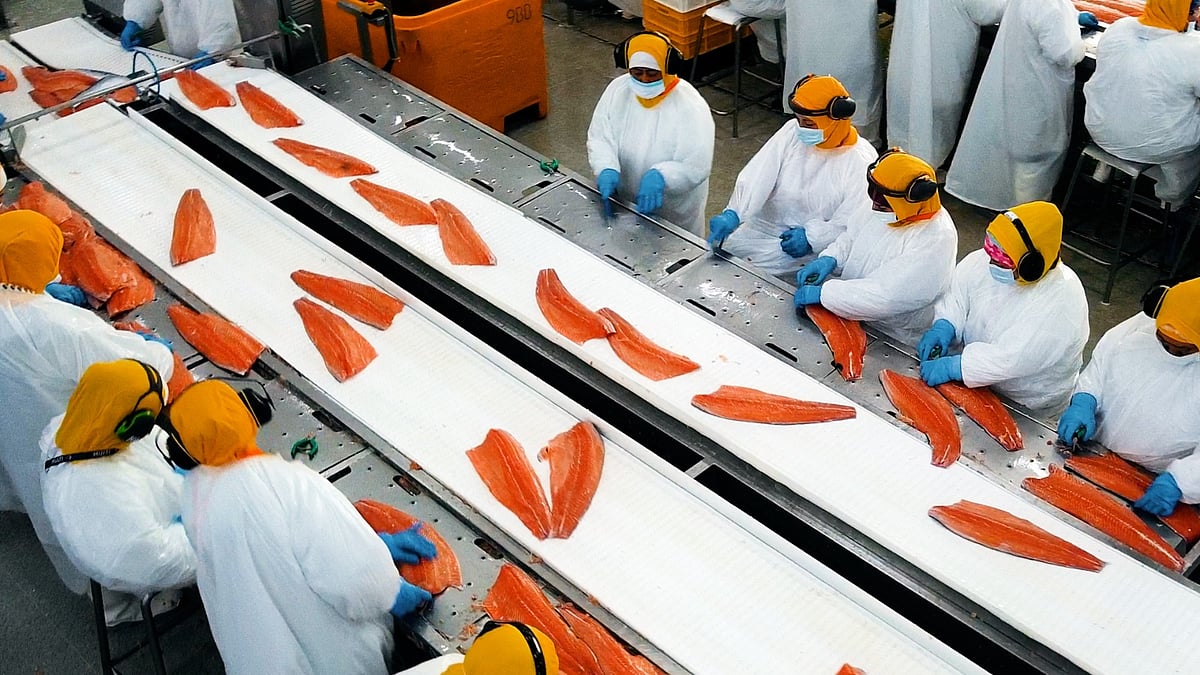 Salmon, the undisputed leader of Chile's non-mining exports in 2025