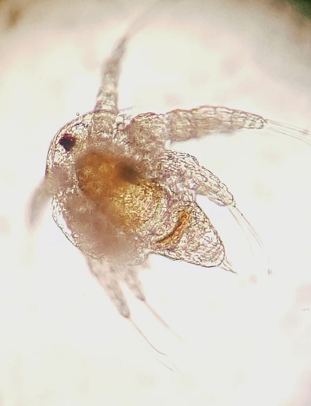 Planktonic: taking CryoPlankton from research idea to revolutionary ...