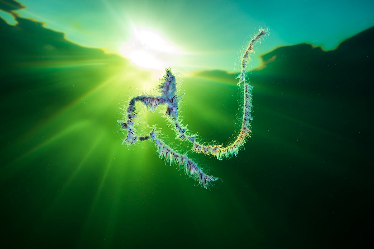 Multi-million Norwegian project aims to tackle toxic jellyfish threat