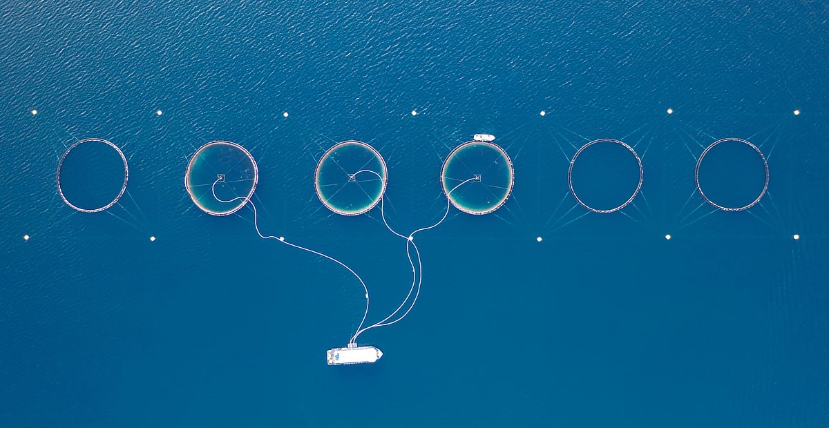 Finfish aquaculture: production to rebound in 2024
