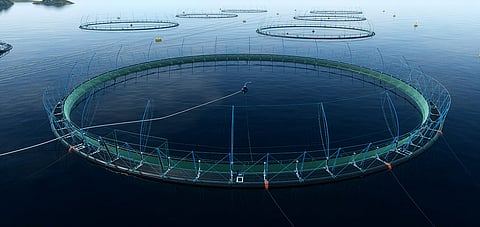 New Zealand King Salmon's Blue Endeavour Farm Gets Approval for Open ...