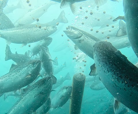 Lingalaks chooses Smir water feeding system for its site at Toska South ...