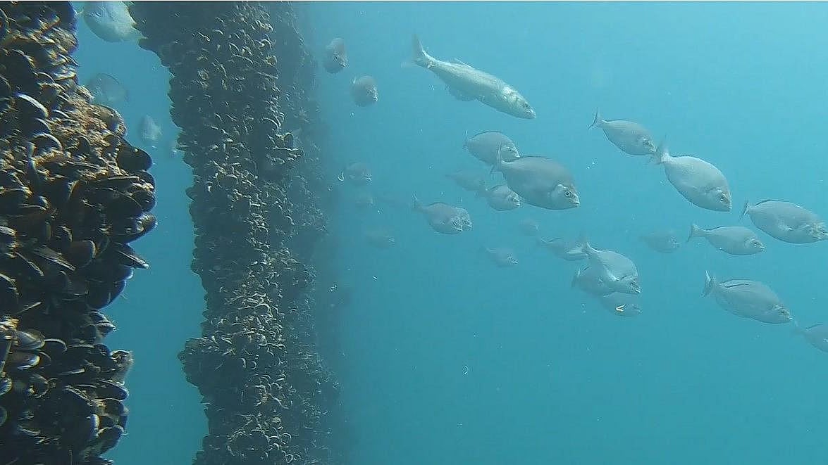 Evaluating the ecological benefits of the UK’s first major offshore ...