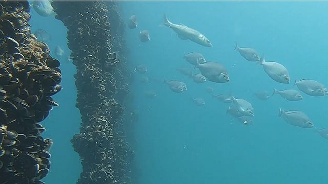 Evaluating the ecological benefits of the UK’s first major offshore ...