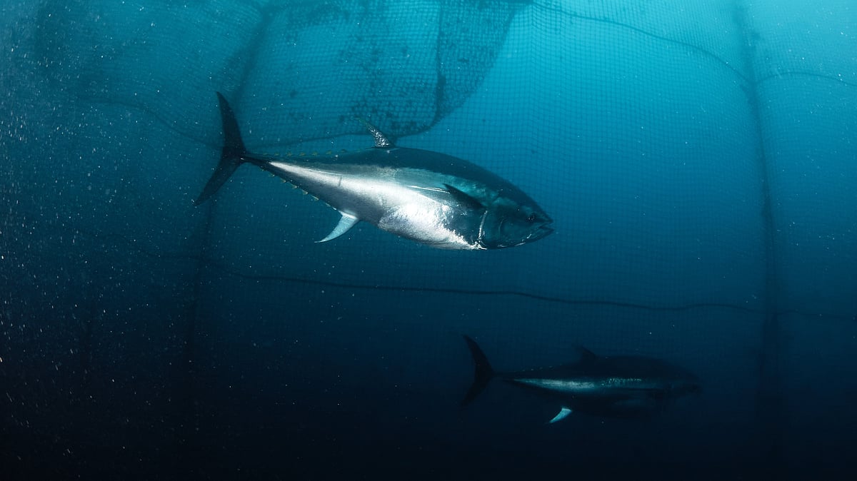 Norway will maintain its Atlantic bluefin tuna quota in 2024