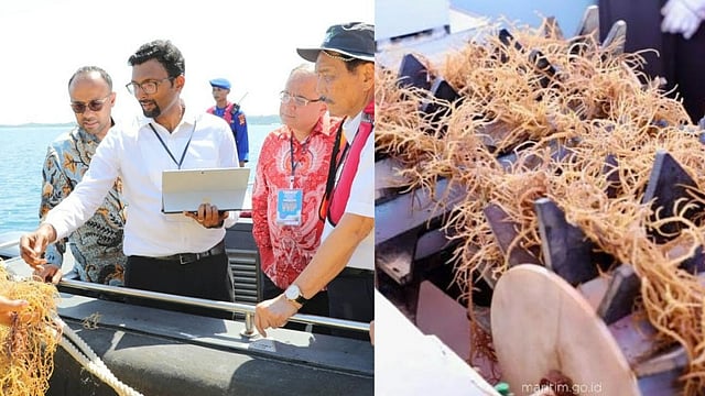 India's Sea6 Energy launches world's largest tropical seaweed farm in ...