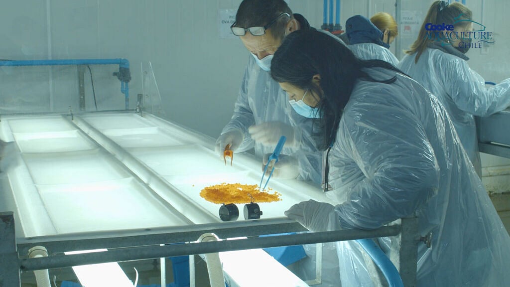 Chile's first 100% organic salmon is from Cooke