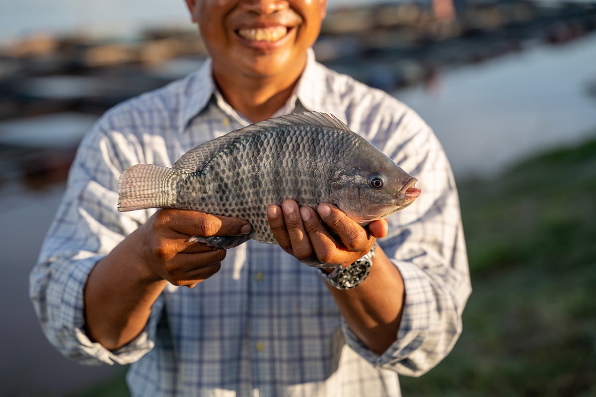 Philippines to promote tilapia aquaculture in brackish and estuarine ...