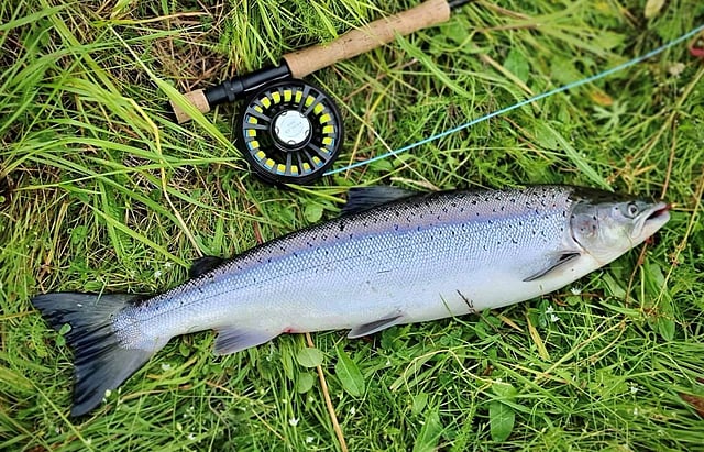 Iceland returns to the North Atlantic Salmon Conservation Organization ...