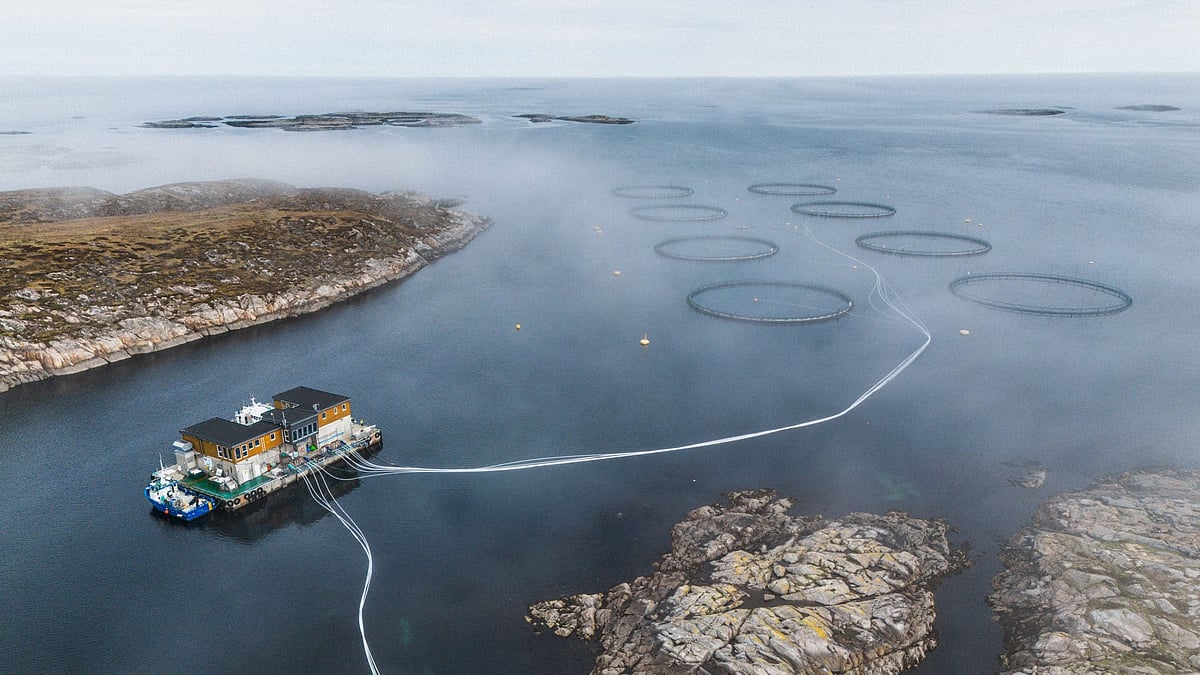 The Norwegian Food Safety Authority audits some of the biggest salmon ...