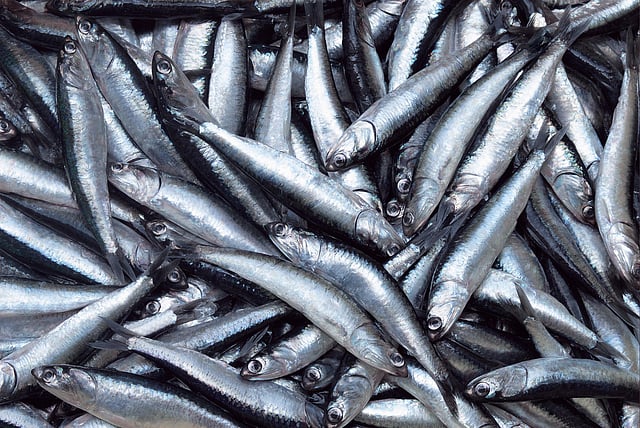 Optimistic outlook for Peru's first anchovy fishing season 2024