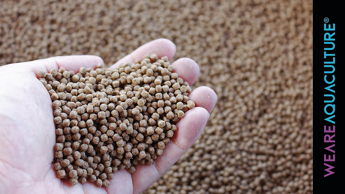 "Stay Up-to-Date with the Latest Feed Industry News | Feed Industry Insider