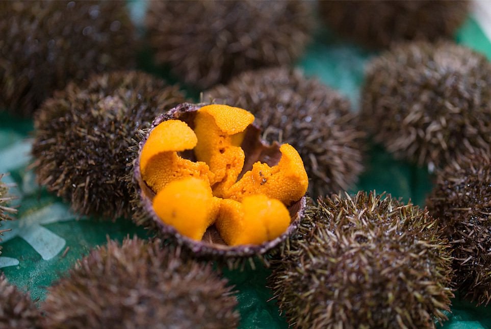 Urchinomics and Hokkaido Power to start sea urchin farm in Japan
