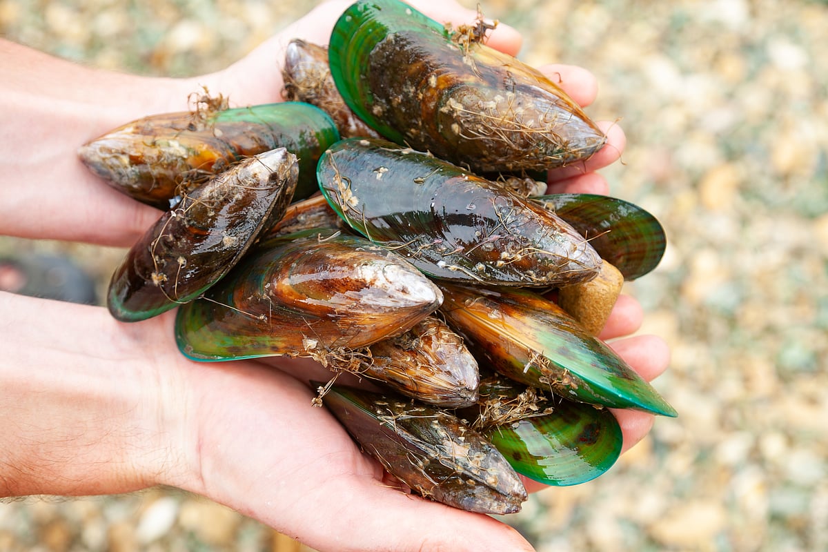 New Zealand to boost mussel aquaculture industry