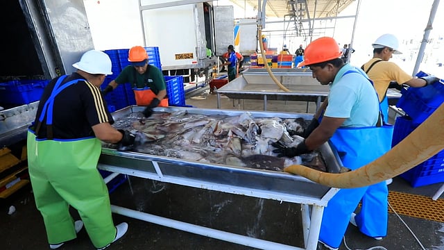 Peru sets jumbo flying squid catch quota for 2024 - WeAreAquaculture