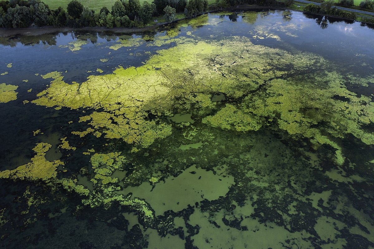 Researchers explore using sewage waste to combat algal blooms