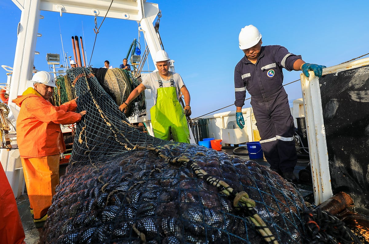 Peru's anchovy fishing season cruising right along