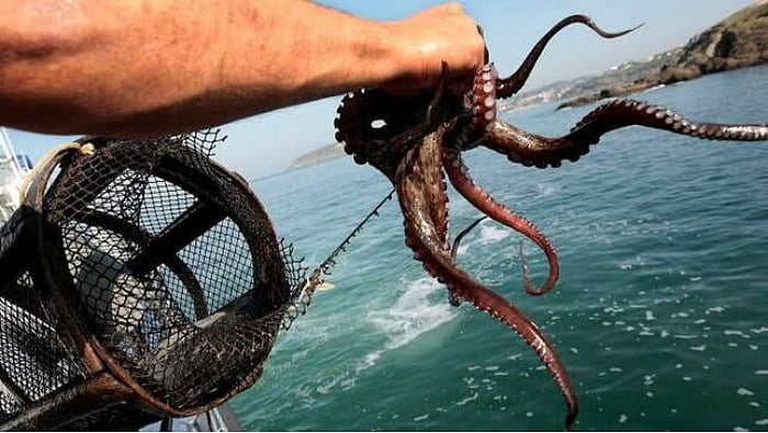 Peru sets octopus catch quota for 2024 - WeAreAquaculture