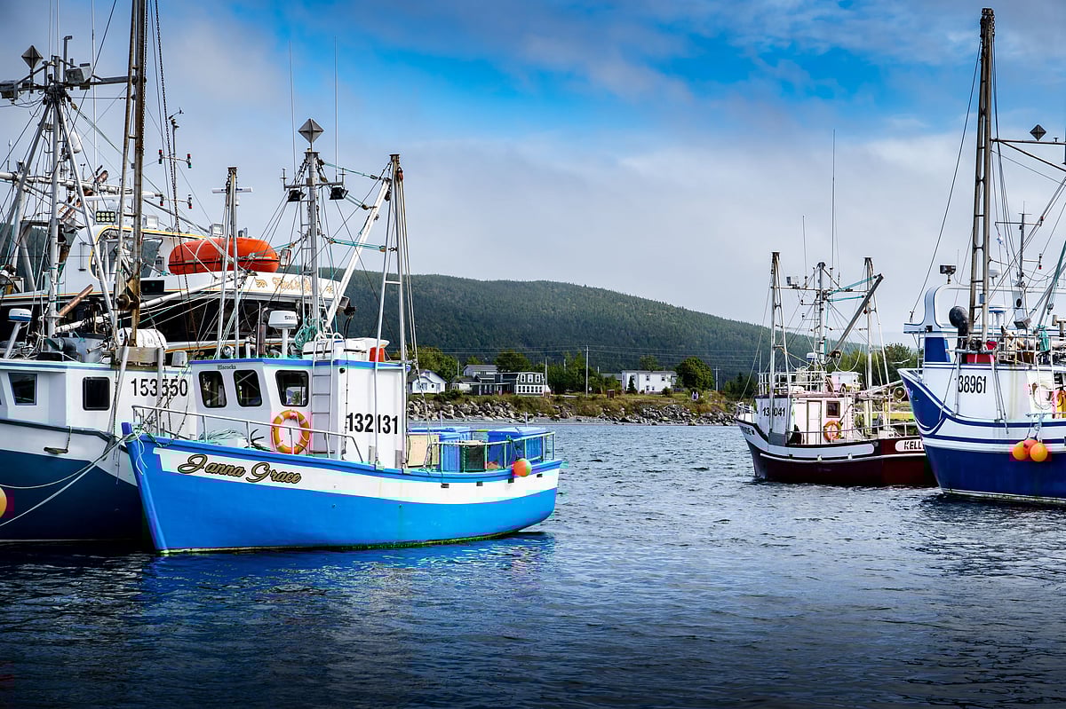 Cod fishers call for reinstatement of Northern cod moratorium
