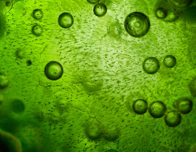 Europe's largest microalgae R&D&I and production center in Spain