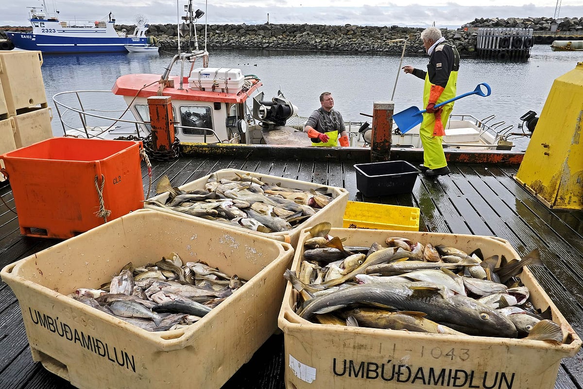 Iceland increases its quota for coastal cod fishing season