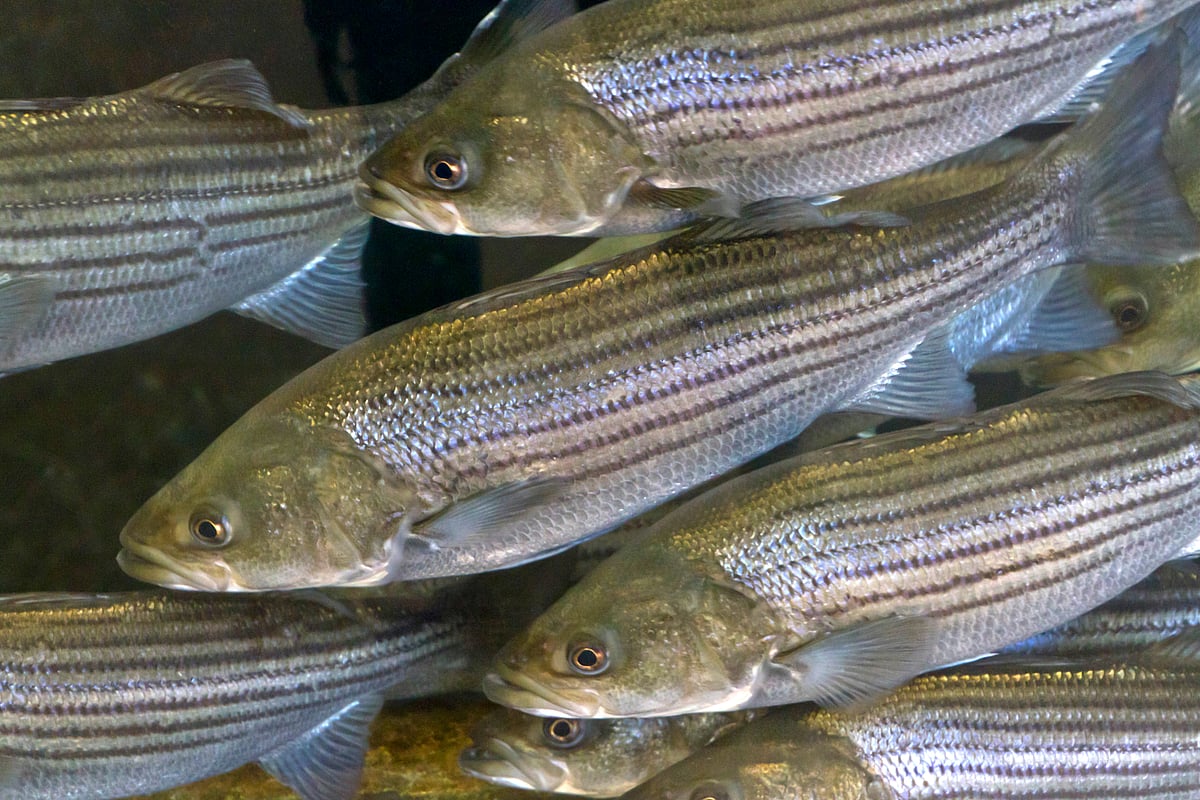 Canada allocates 125,000 striped bass to support Indigenous communities ...