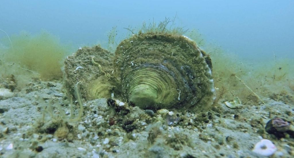 New research reveals vast loss of oyster reefs along Europe’s coasts