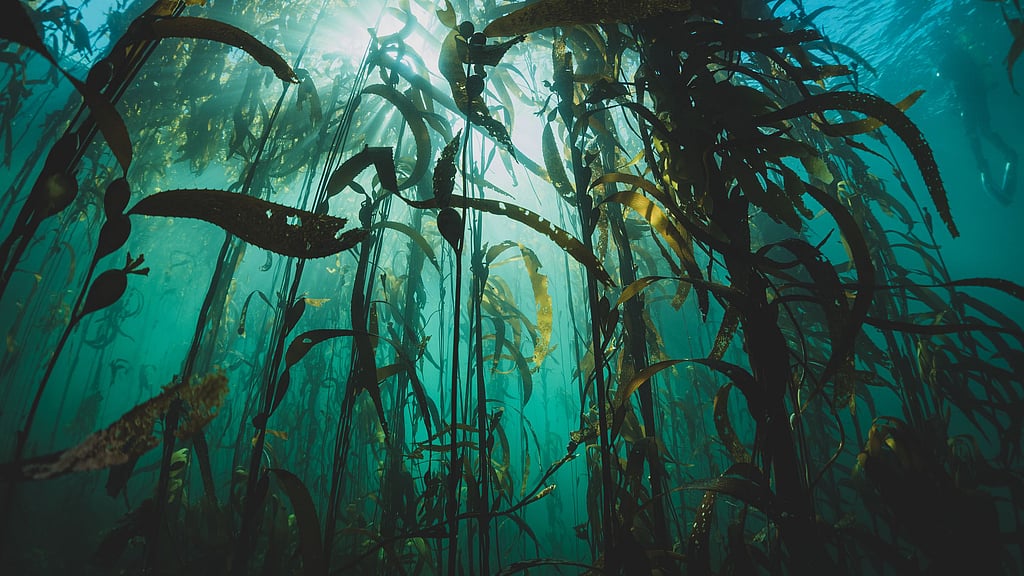 Chile extends ban to protect giant kelp forests in Magallanes